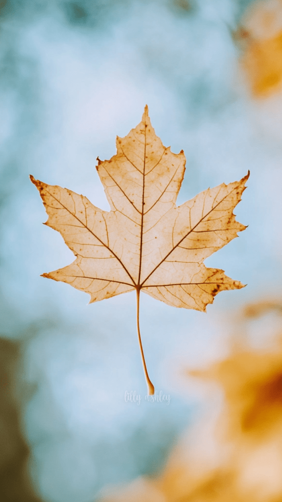 Autumn Leaf Wallpaper Collection